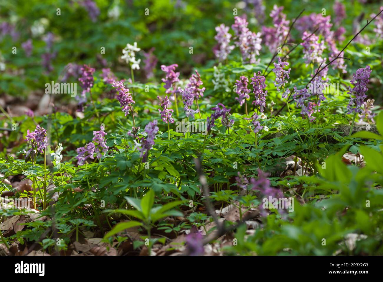 Corydalis cava, known as Corydalis flower, Fumewort, Hollowroot ...