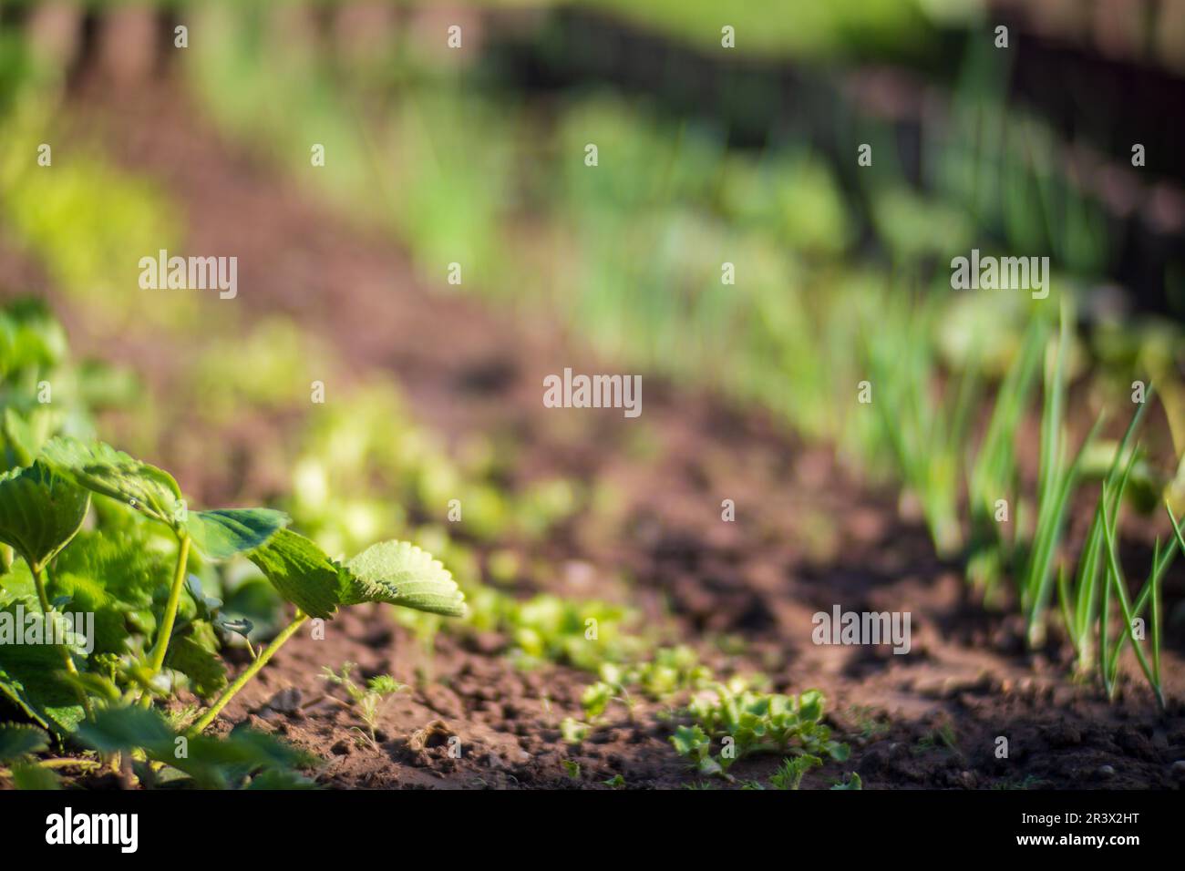 Crops planted in soil get ripe under sun. Cultivated land close up with ...