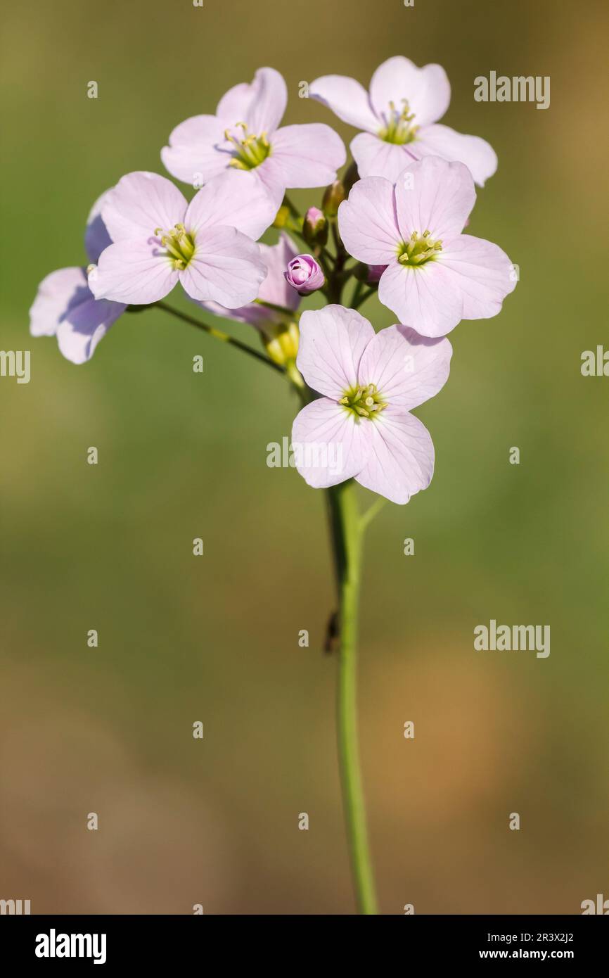 Cardamine pratensis, known as Cuckoo flower, Lady's smock, Fen cuckoo ...