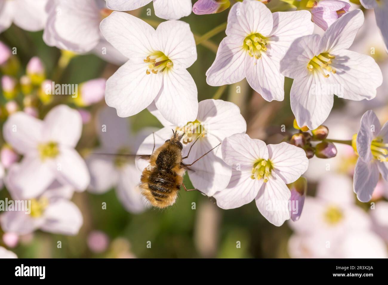 Cardamine pratensis, known as Cuckoo flower, Lady's smock, Fen cuckoo ...
