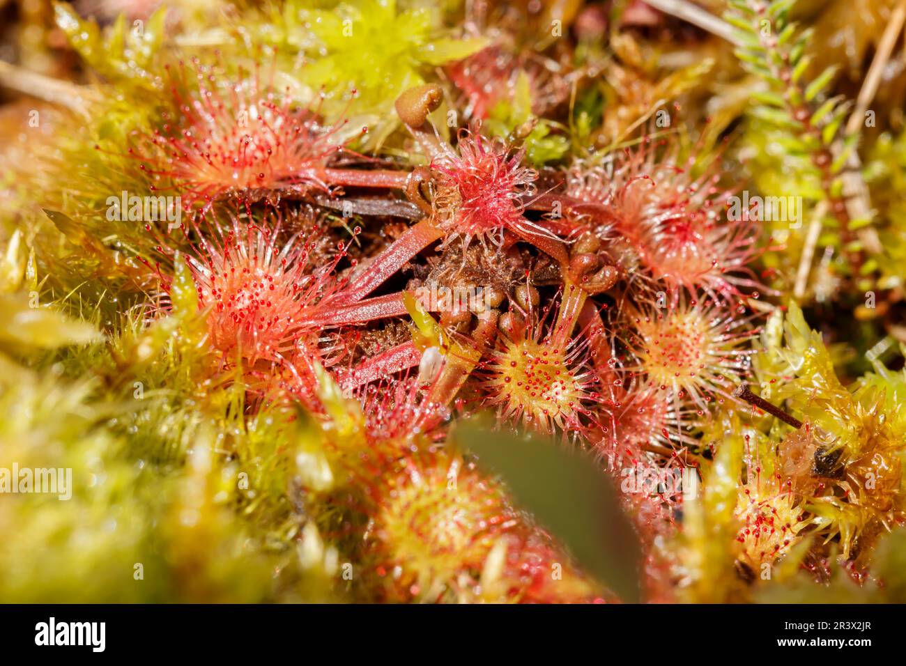 Drosera rotundifolia, known as Common sundew, Round-leaved sundew ...