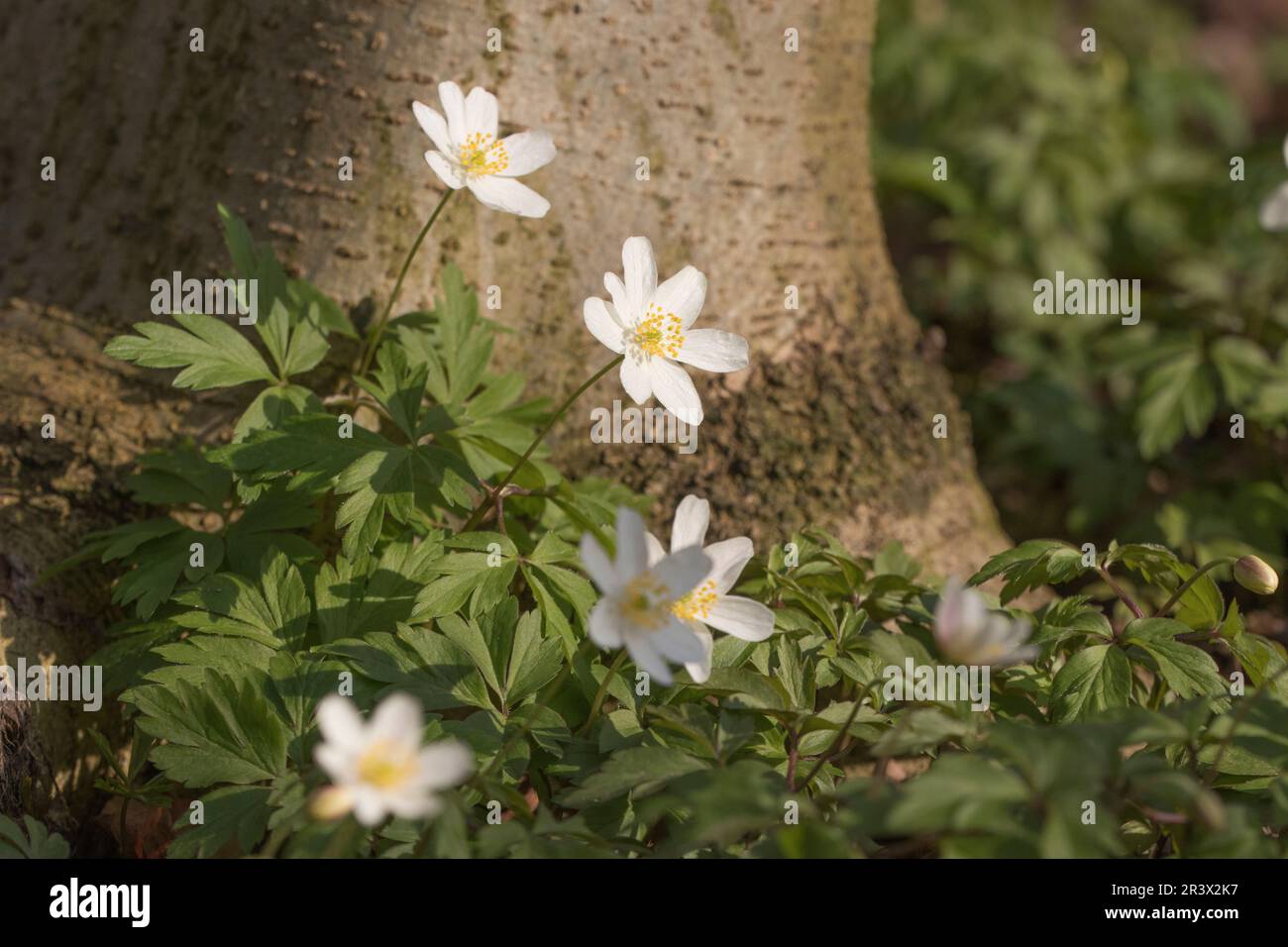 Anemone nemorosa, known as Smell fox, Helmet flower, Thimbleweet ...