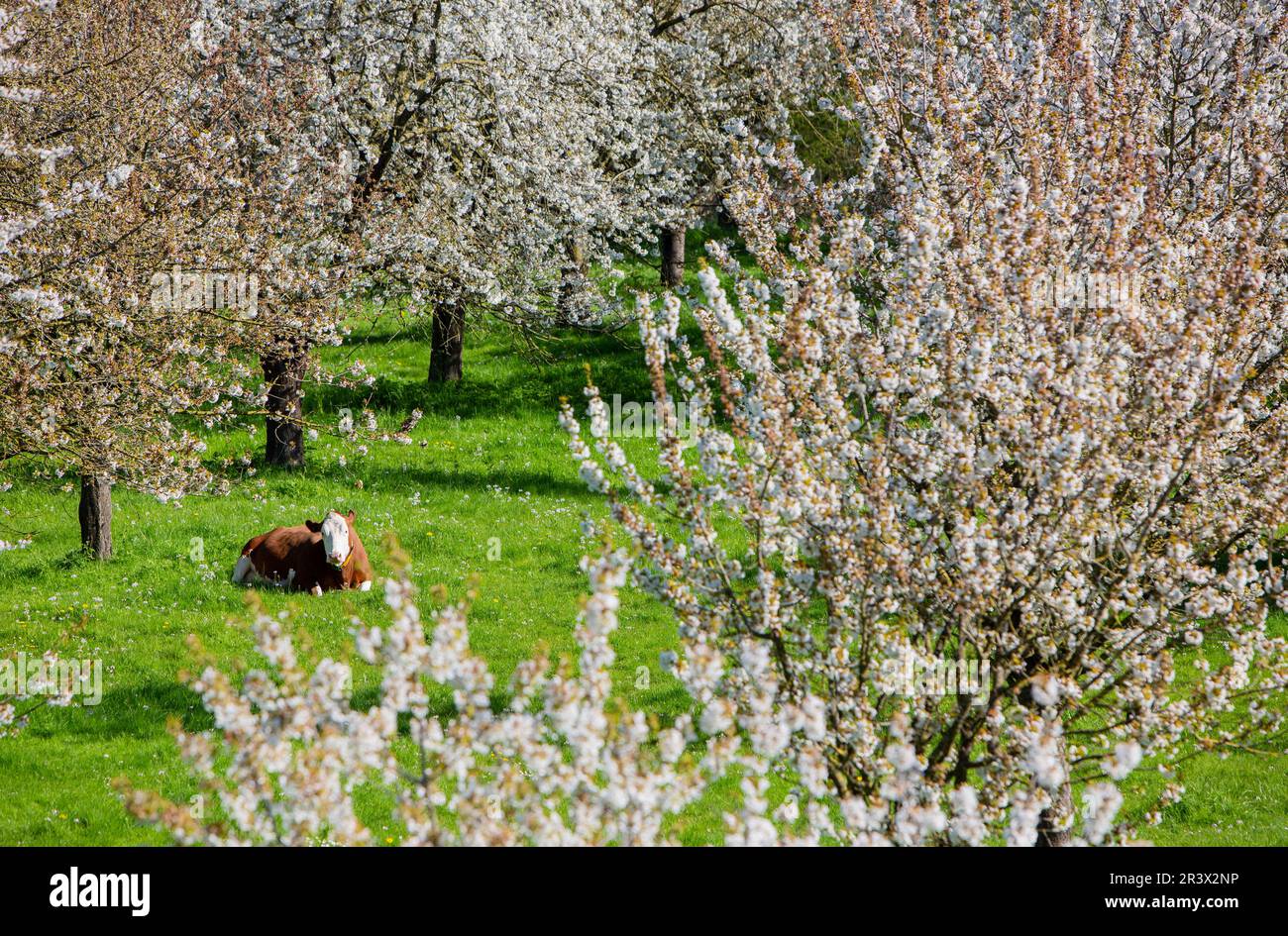 cow lies in green grass between blossoming fruit trees in spring near ...