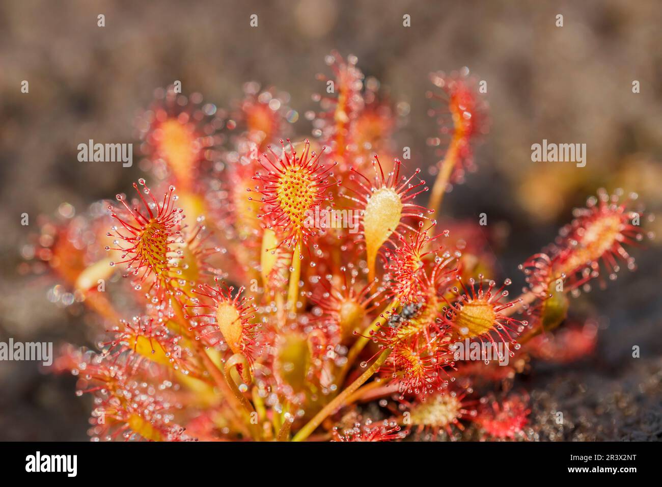 Drosera intermedia, known as Oblong-leaved sundew, Spoonleaf sundew ...