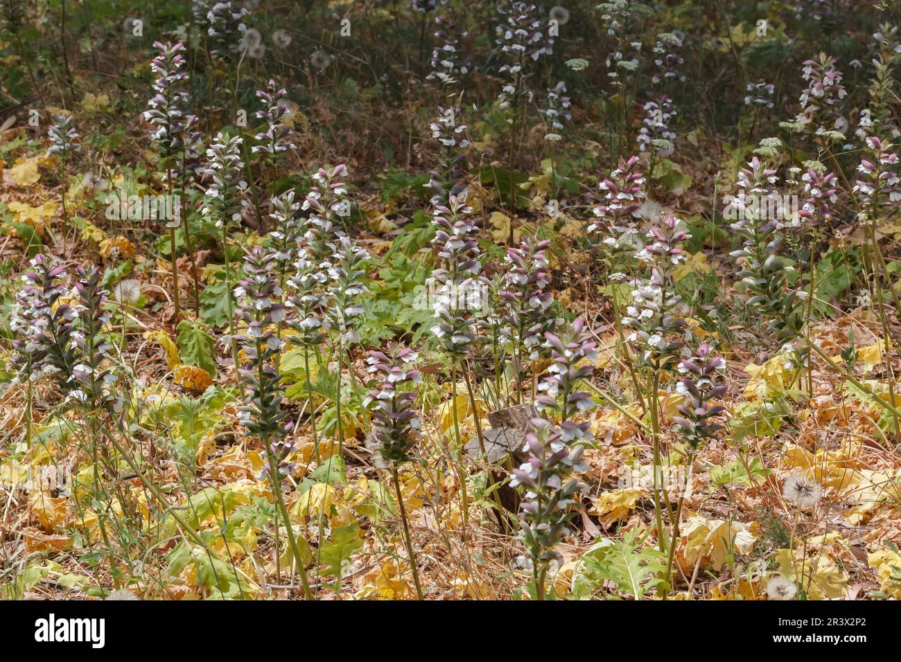 Acanthus mollis, known as, Bear's breeches, Bears breeches, Sea dock ...