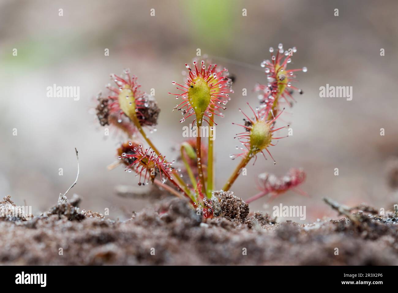 Drosera intermedia, known as Oblong-leaved sundew, Spoonleaf sundew ...