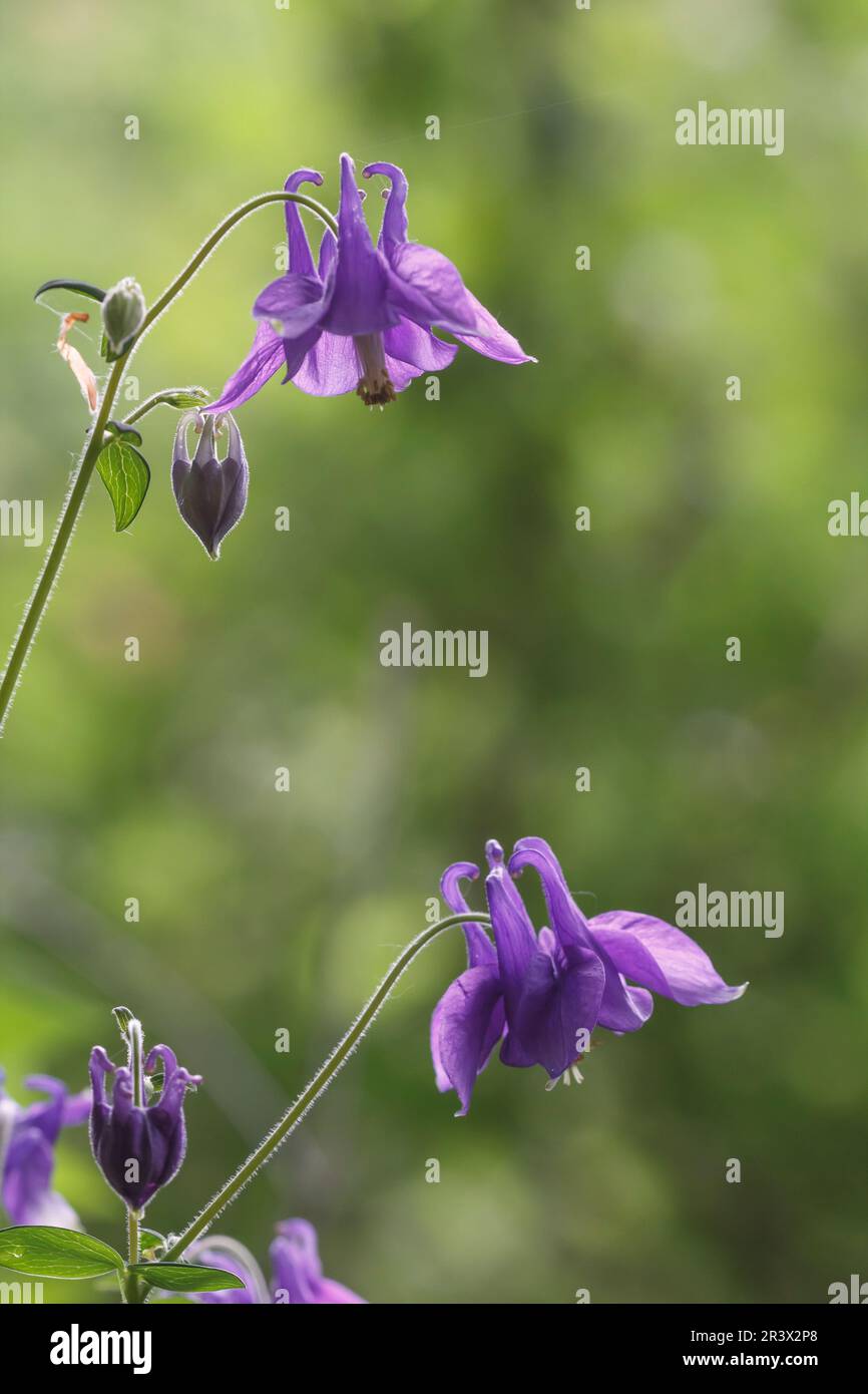 Aquilegia vulgaris, known as European columbine, Common columbine Stock ...