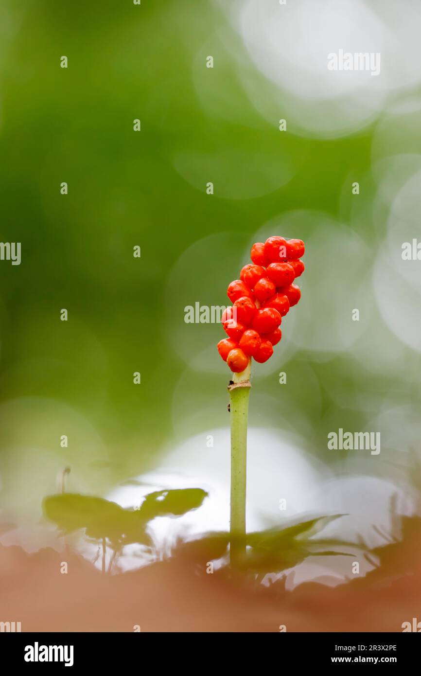 Arum maculatum (berries), Common arum, Cuckoo pint, Wild arum, Lord-and ...