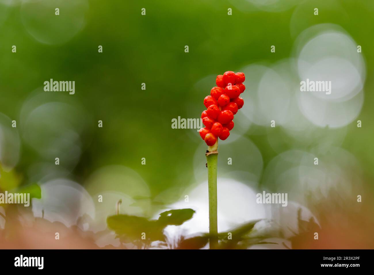 Common arum in forest hi-res stock photography and images - Alamy