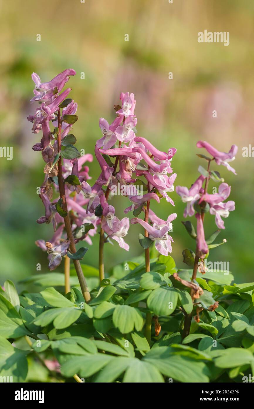 Corydalis cava, known as Corydalis flower, Fumewort, Hollowroot ...