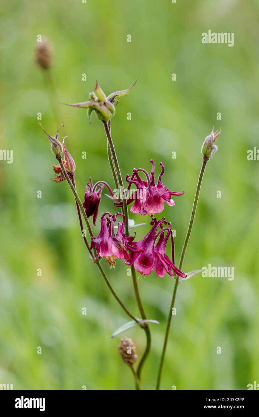 Aquilegia vulgaris, known as European columbine, Common columbine (red ...