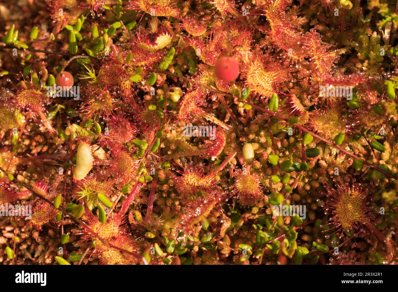 Drosera rotundifolia, known as Common sundew, Round-leaved sundew Stock ...