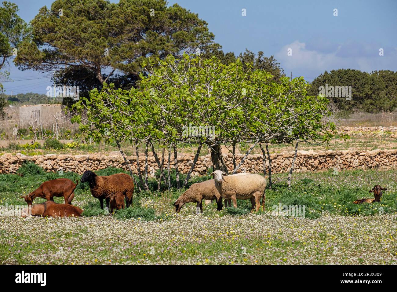 Goats under a fig tree Stock Photo - Alamy