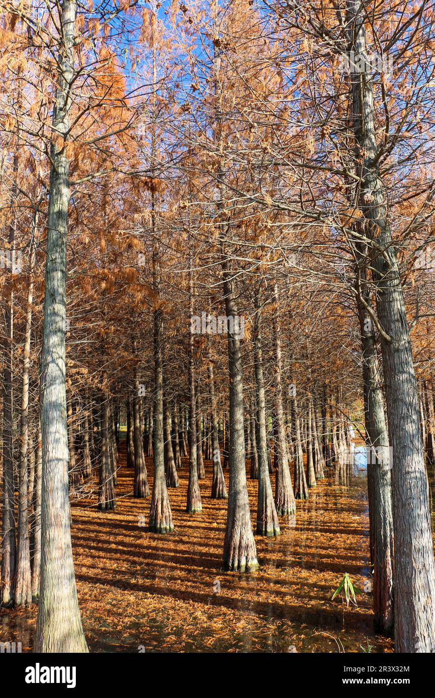 Spring in Kunming Stock Photo - Alamy