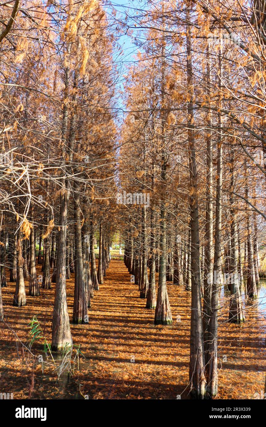 Spring in Kunming Stock Photo - Alamy