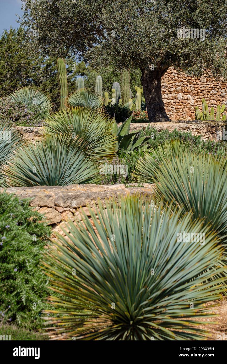 Olive cap hi-res stock photography and images - Alamy