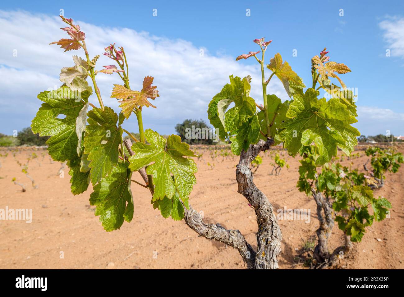 Strains hi-res stock photography and images - Alamy
