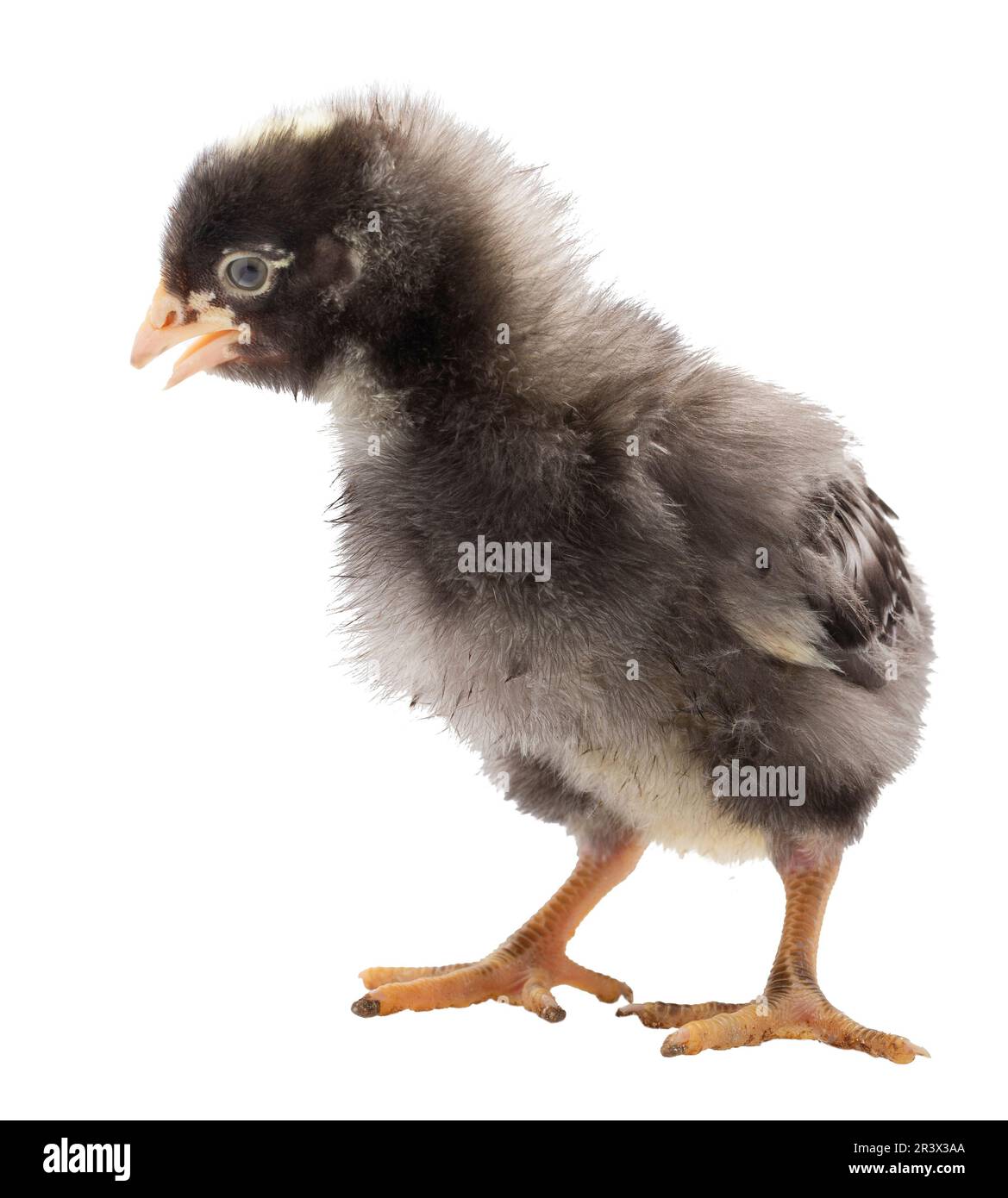 Isolated Dominique chick in a studio shot with its beak open Stock ...