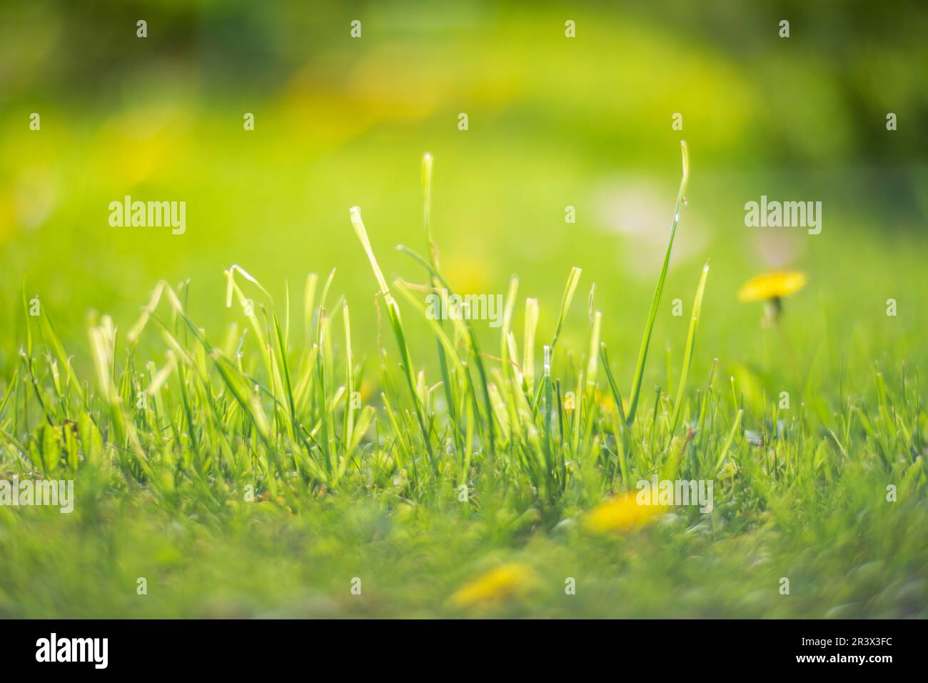 Wildflowers close-up in sunny day in summer meadow. Beautiful natural ...