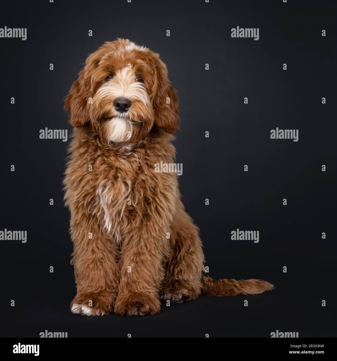 Cute red with white male Labradoodle dog, sitting up facing front ...