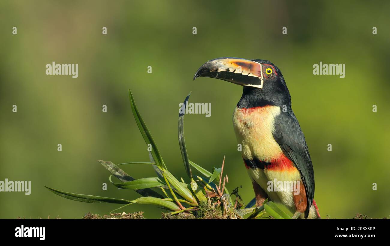 close up of a collared aracari perched on a tree branch at boca tapada ...