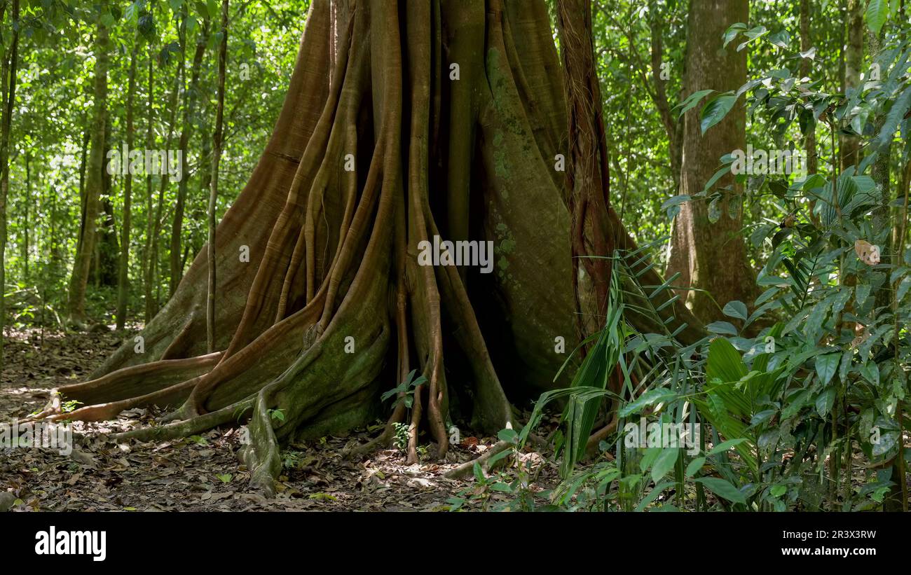 the buttress roots of a large rainforest tree at corcovado national ...