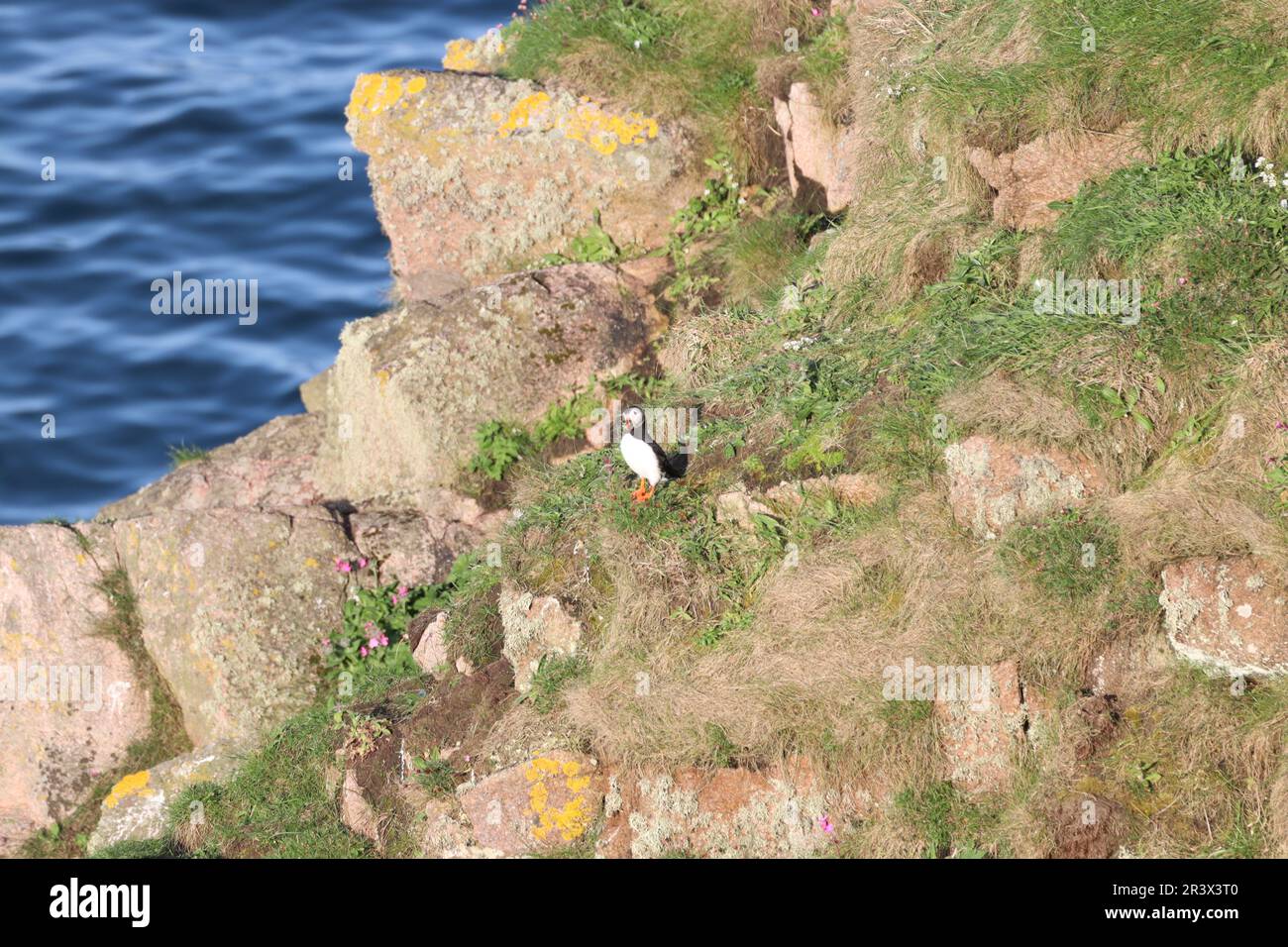 Puffins on cliffs Stock Photo - Alamy