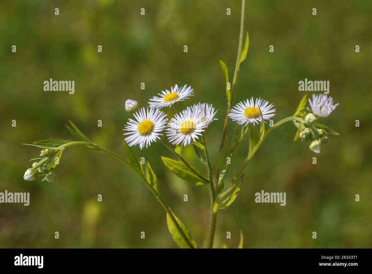 Erigeron annuus, known as Annual fleabane, Daisy fleabane, Eastern ...