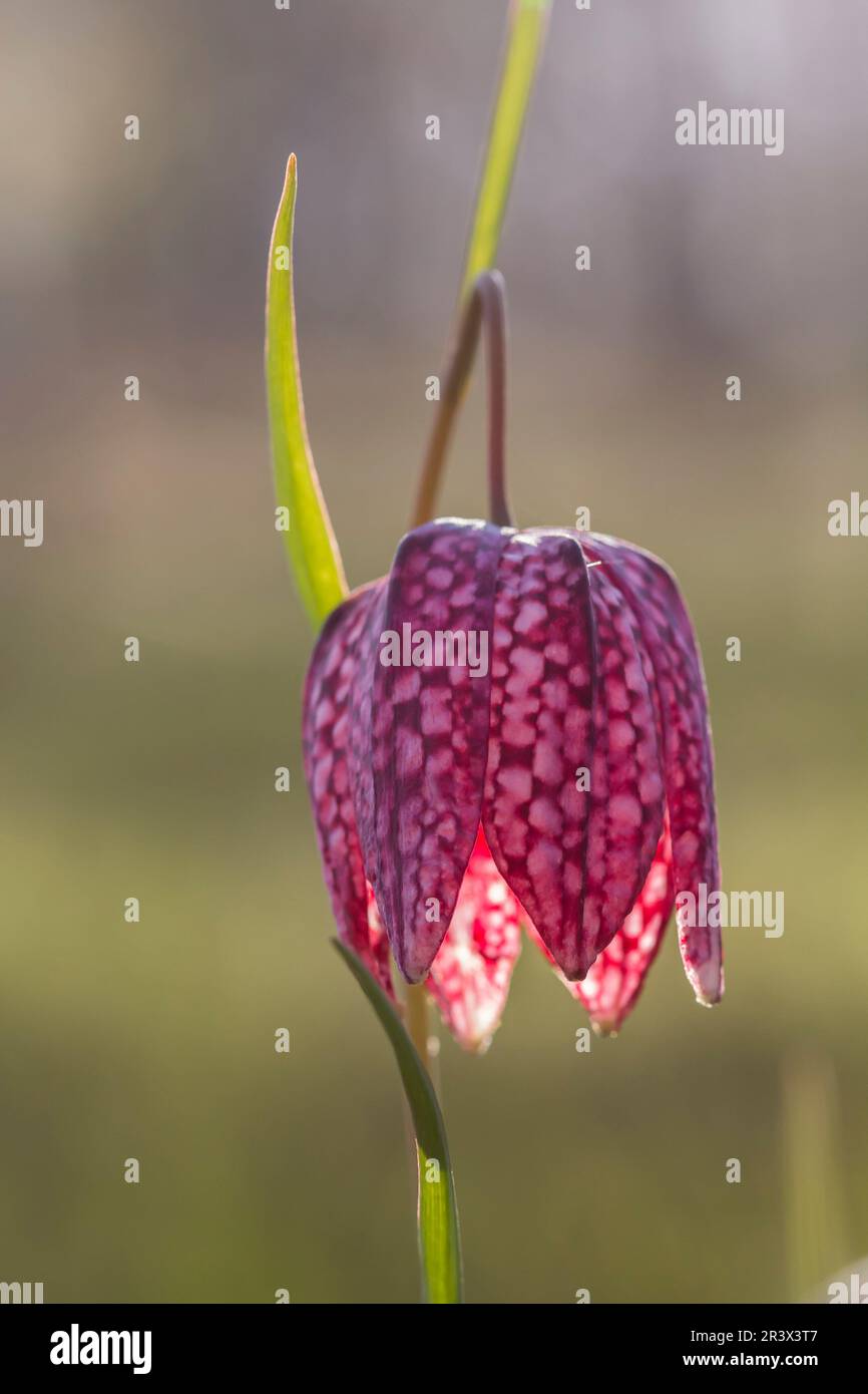 Fritillaria meleagris, known as Snake's fritillary, Snake's head, Chess ...