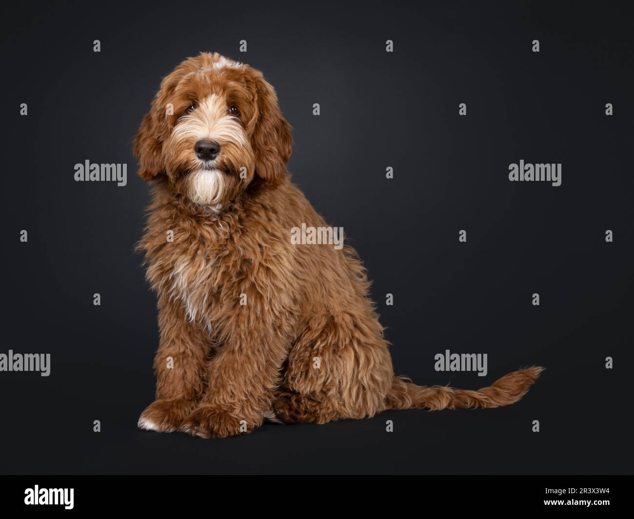 Cute red with white male Labradoodle dog, sitting up side ways. Looking ...