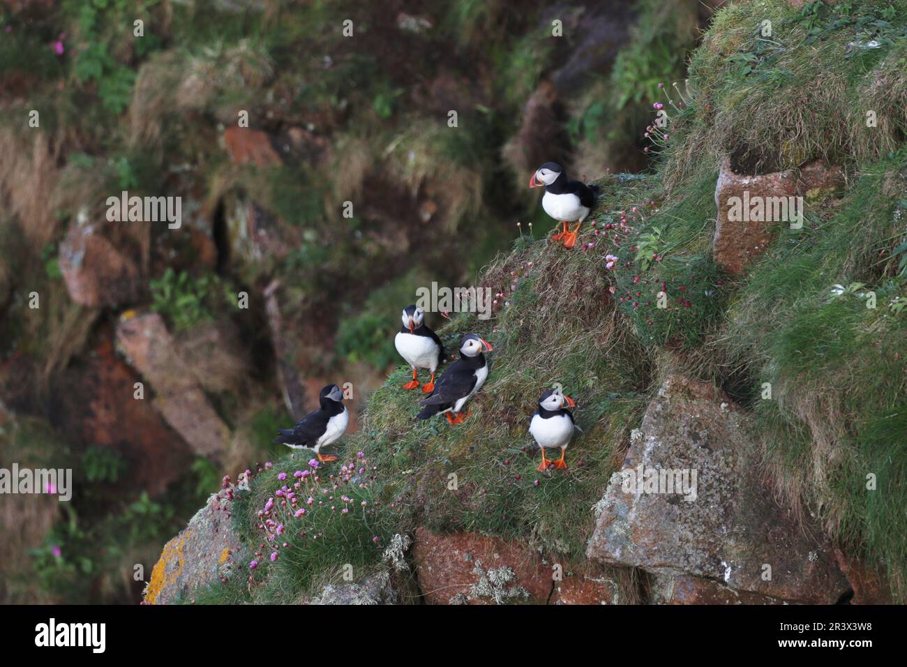 Puffins on cliffs Stock Photo - Alamy