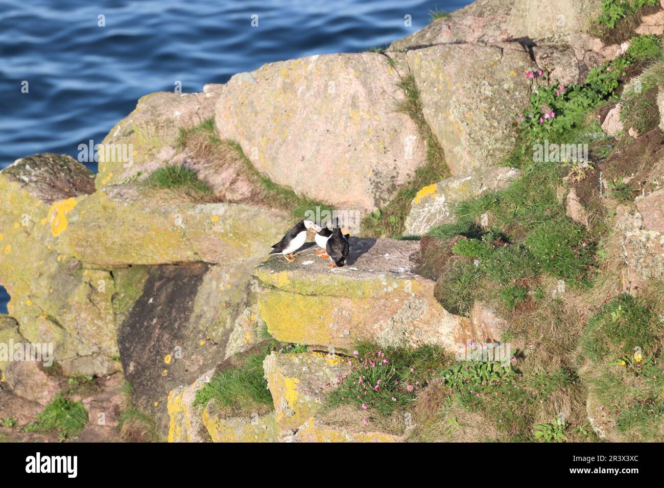 Puffins on cliffs Stock Photo - Alamy