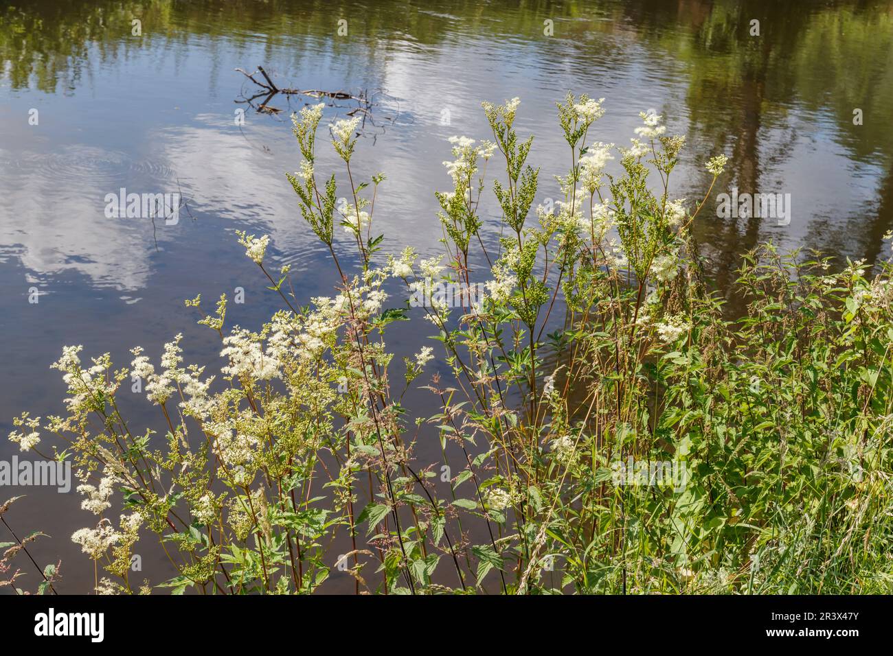 Sumpfmadesa hi-res stock photography and images - Alamy