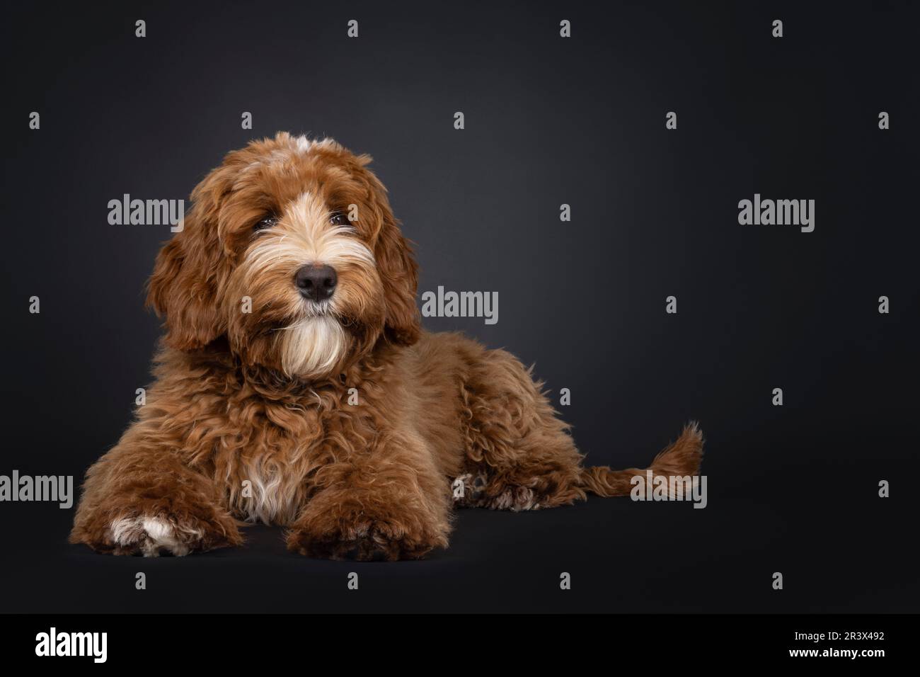 Cute red with white male Labradoodle dog, laying down side ways ...