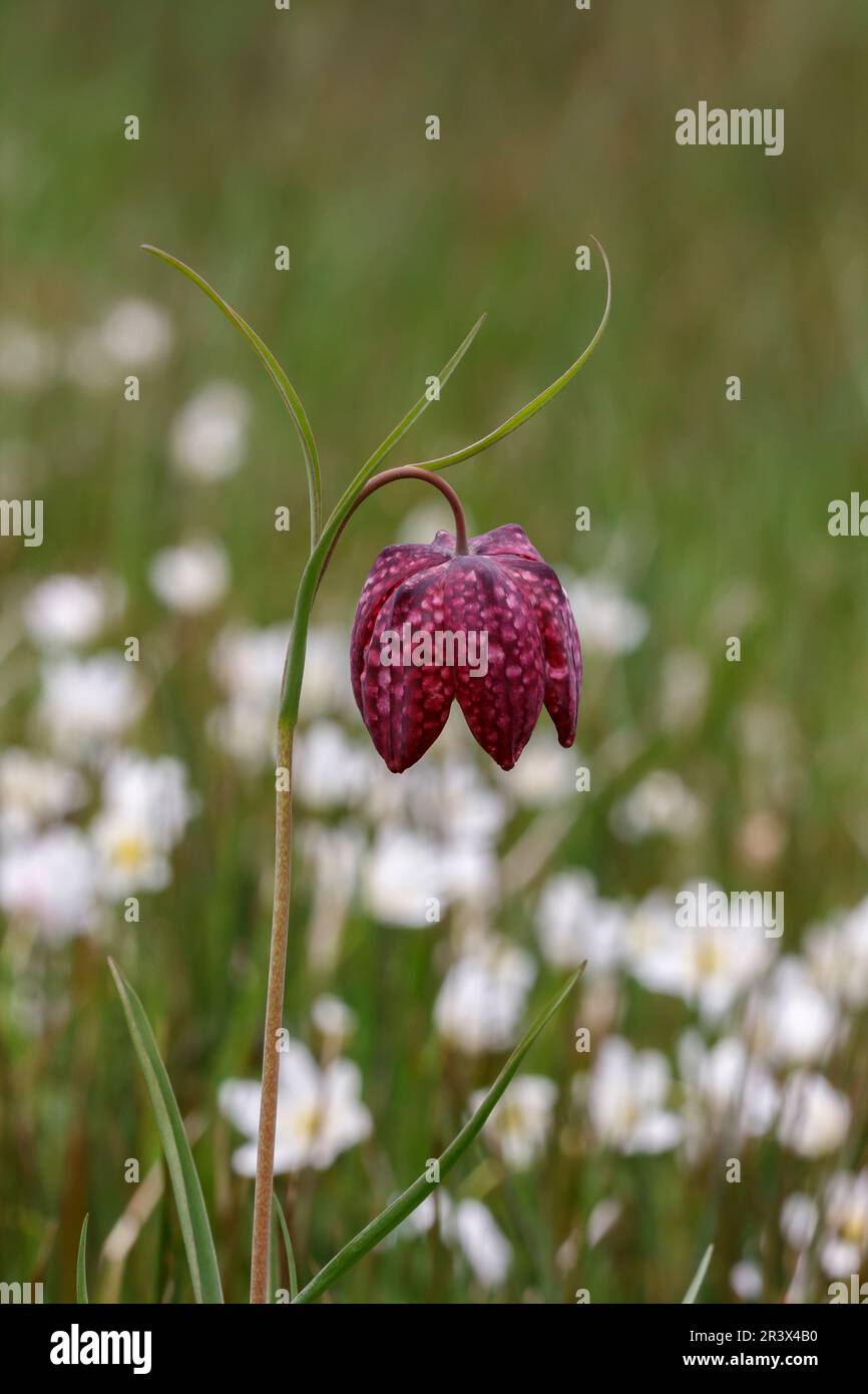 Fritillaria meleagris, known as Snake's fritillary, Snake's head, Chess ...