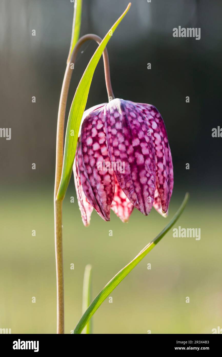 Fritillaria meleagris, known as Snake's fritillary, Snake's head, Chess ...