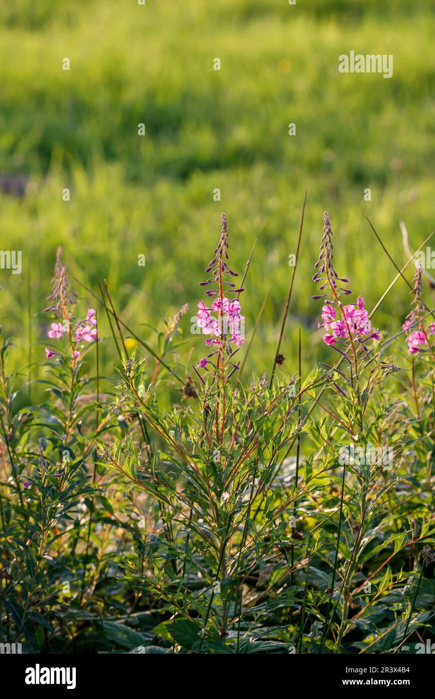 Epilobium angustifolium, known as Fireweed, Willow herb, Rosebay Willowherb, Blooming sally ...