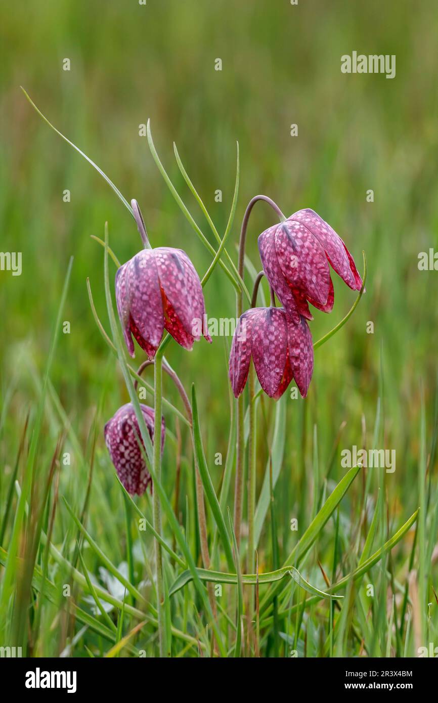 Fritillaria meleagris, known as Snake's fritillary, Snake's head, Chess ...