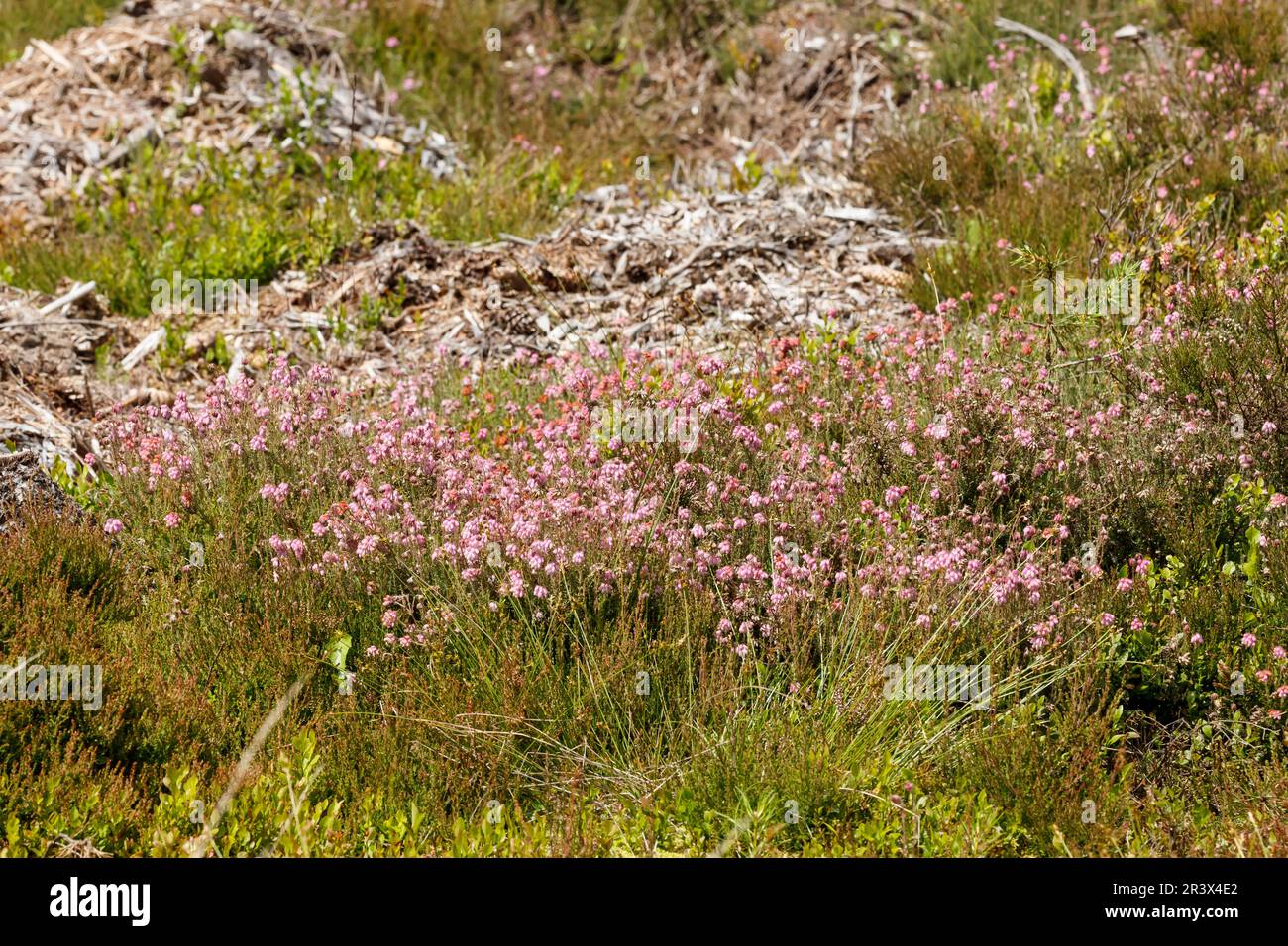 Erica tetralix, known as Cross-leaved heath, Crossleaf heath, Bog ...
