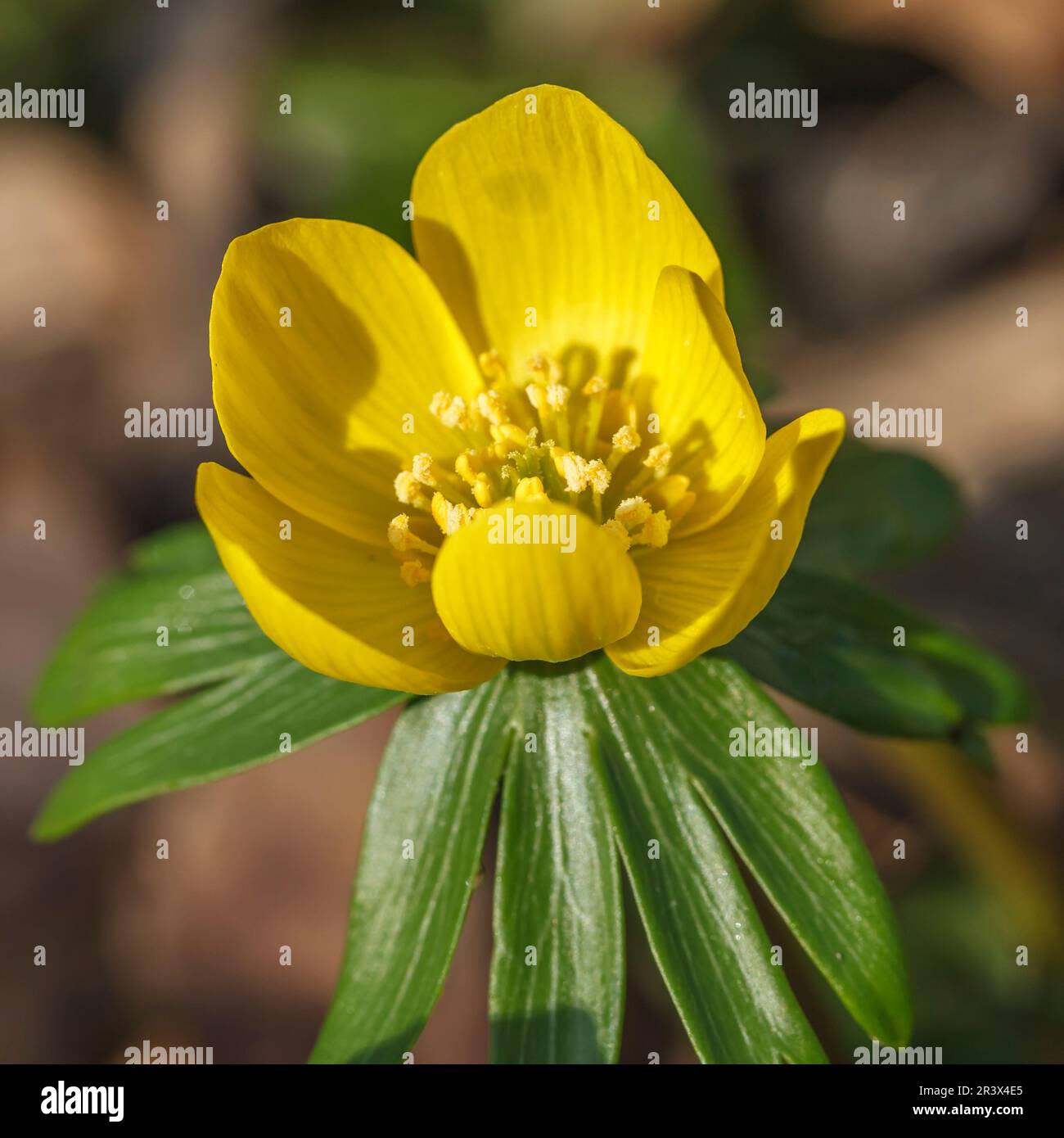 Eranthis hyemalis, known as Winter aconite (one of the first spring ...