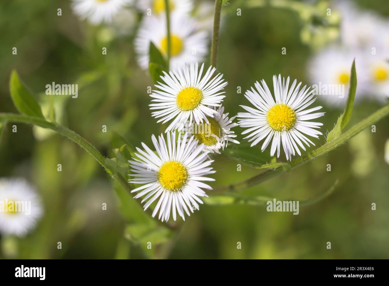 Erigeron annuus, known as Annual fleabane, Daisy fleabane, Eastern ...