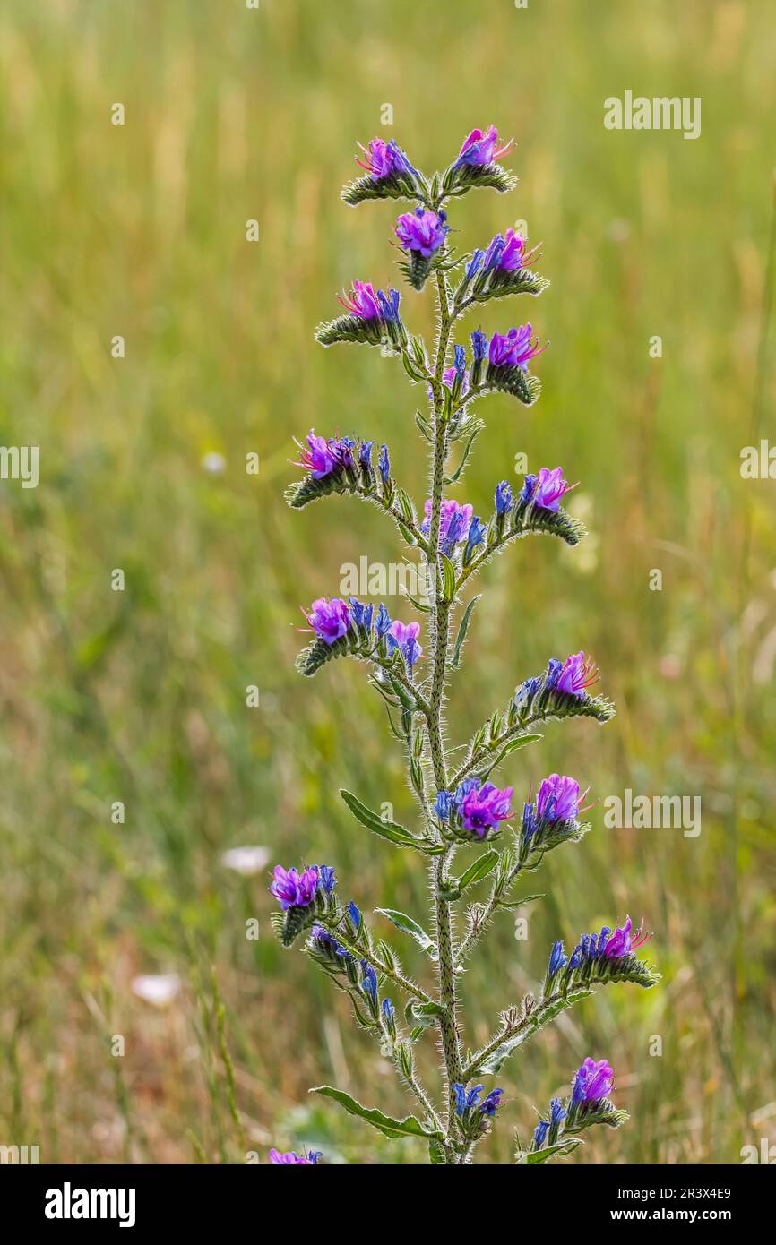 Echium vulgare, known as Vipers bugloss and Blueweed Stock Photo - Alamy
