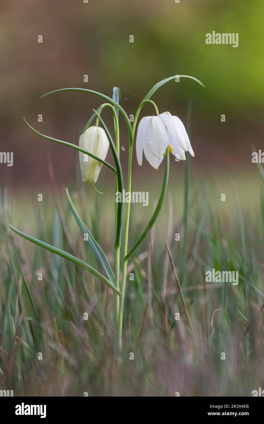 Fritillaria meleagris, (white variety), known as Snake's fritillary ...