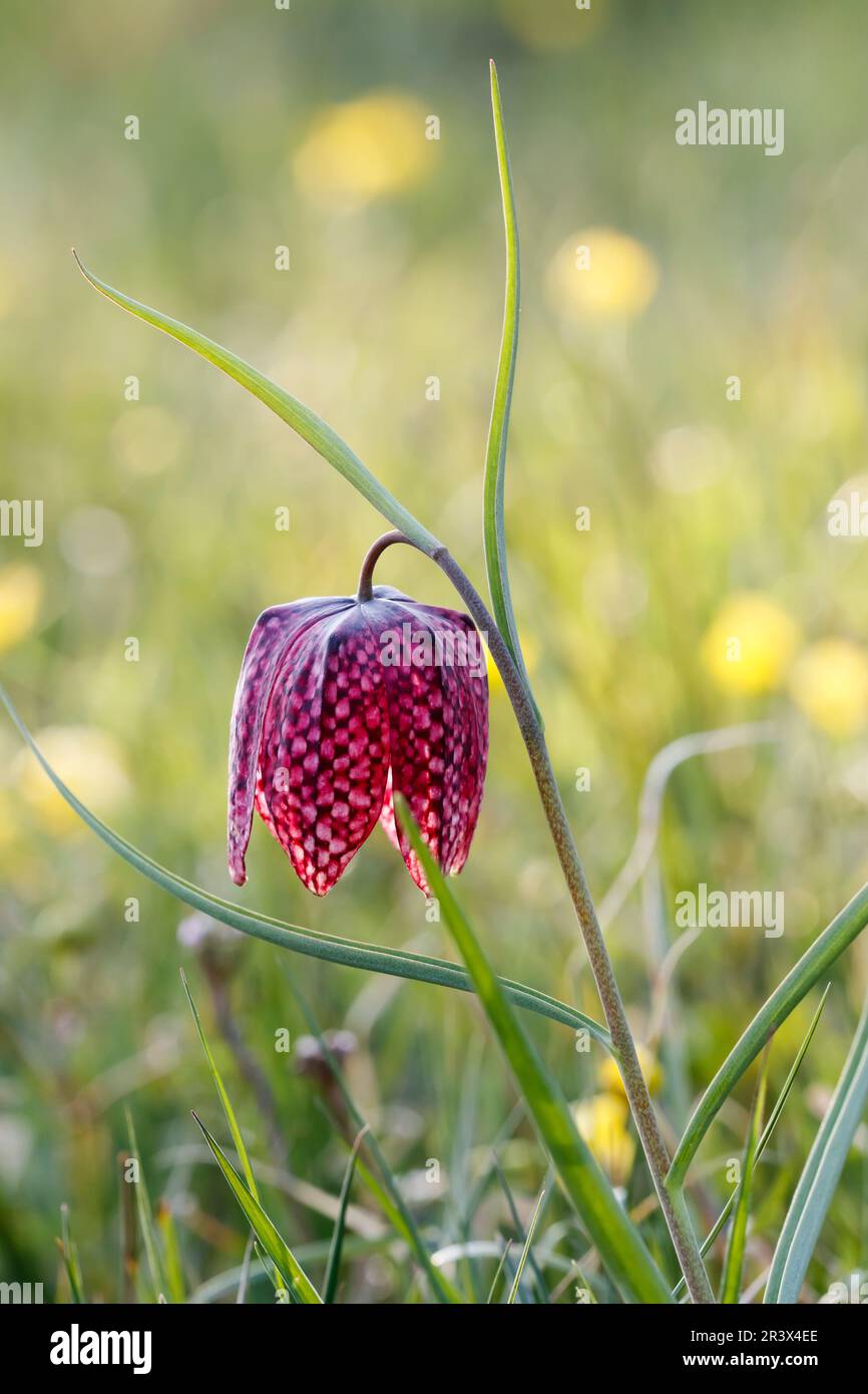 Fritillaria meleagris, known as Snake's fritillary, Snake's head, Chess ...