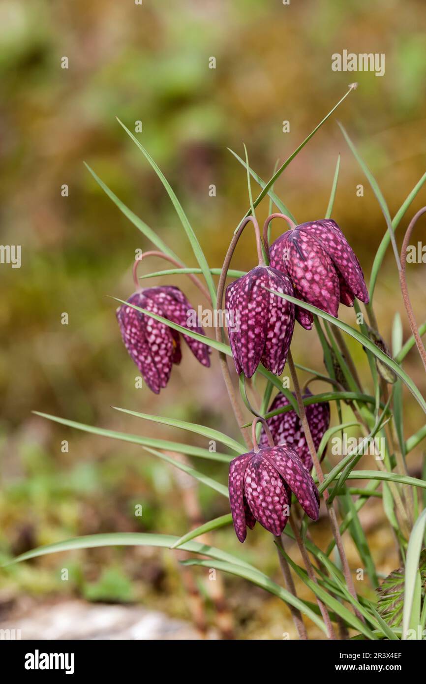 Fritillaria meleagris, known as Snake's fritillary, Snake's head, Chess ...