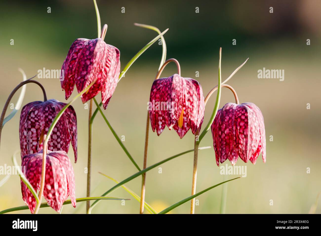 Fritillaria meleagris, known as Snake's fritillary, Snake's head, Chess ...