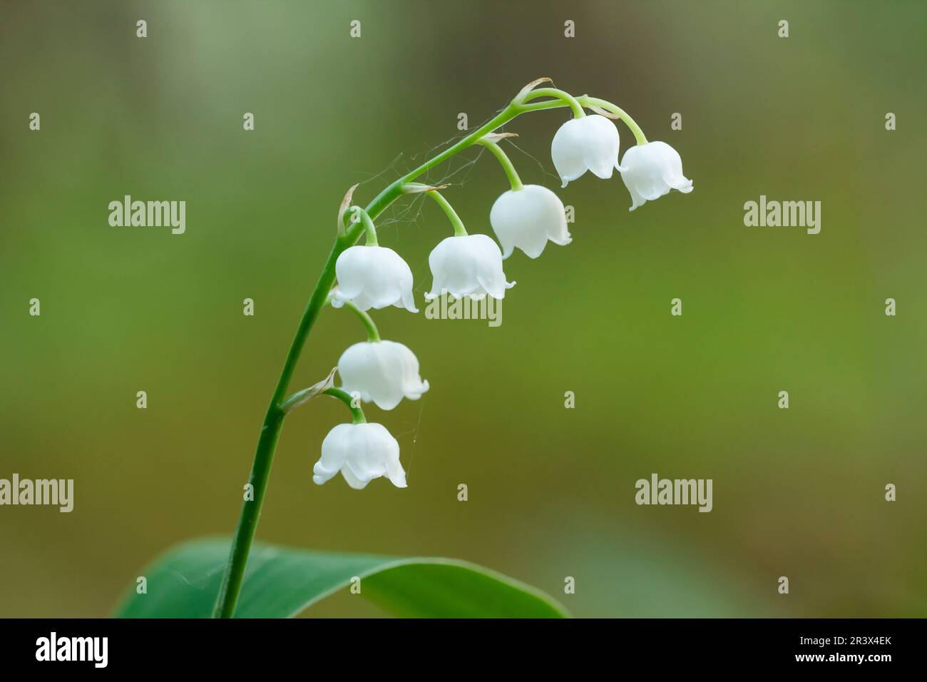Convallaria majalis, known as Lily of the valley, Lily-of-the-valley ...