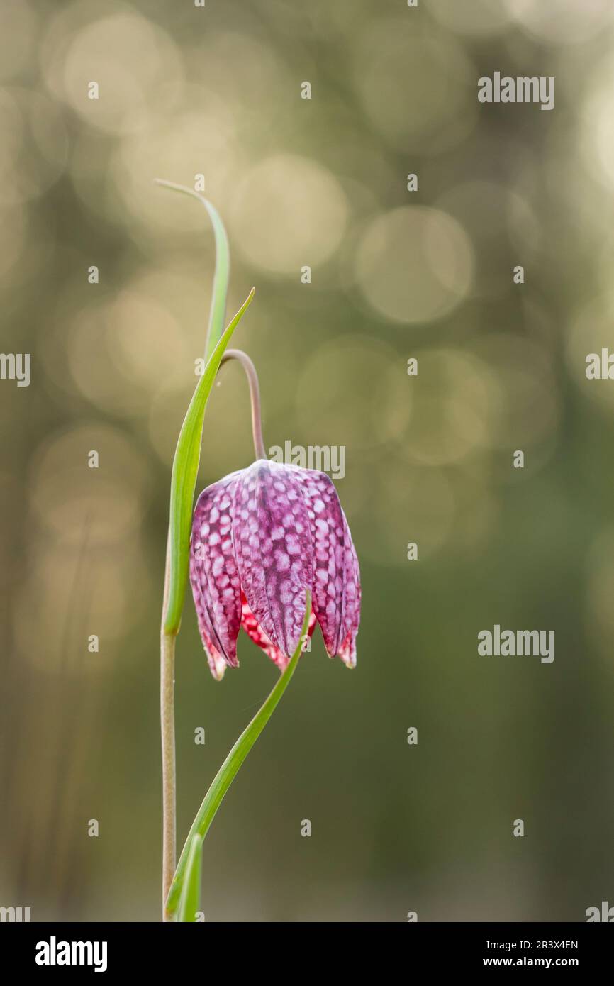 Fritillaria meleagris, known as Snake's fritillary, Snake's head, Chess ...