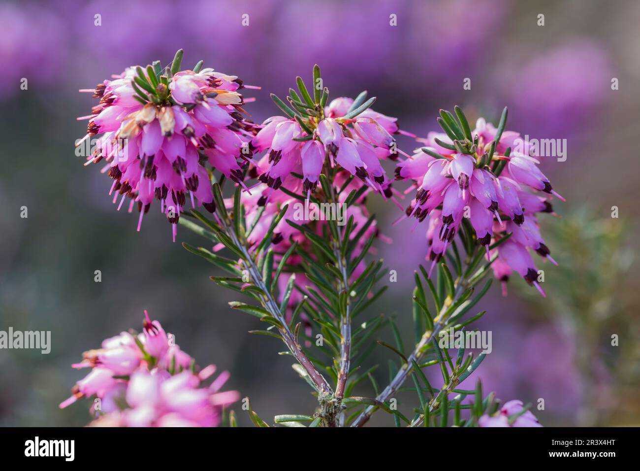 Erica carnea, known as Winter flowering heather, Spring heath, Winter ...