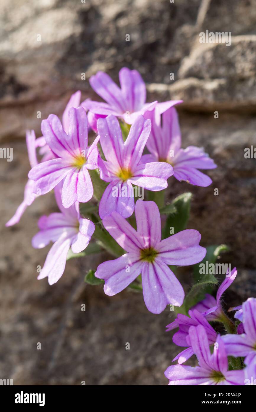 Erica carnea, known as Winter flowering heather, Spring heath, Winter ...